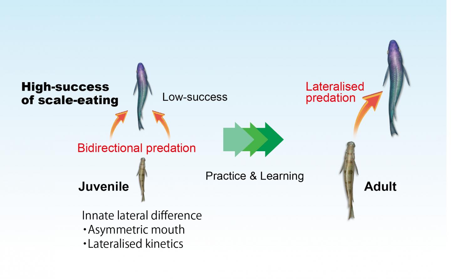 Development of Attack Side Pre [IMAGE] | EurekAlert! Science News Releases
