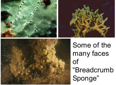 Breadcrumb Sponge: Marine Cham [IMAGE] | EurekAlert! Science News Releases