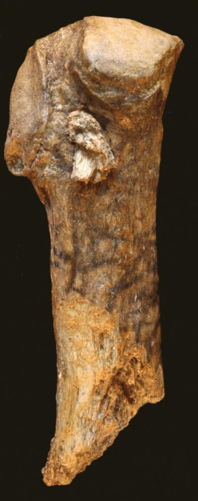 Evidence From a Pre-Clovis Mastodon Hunt (2 o | EurekAlert!