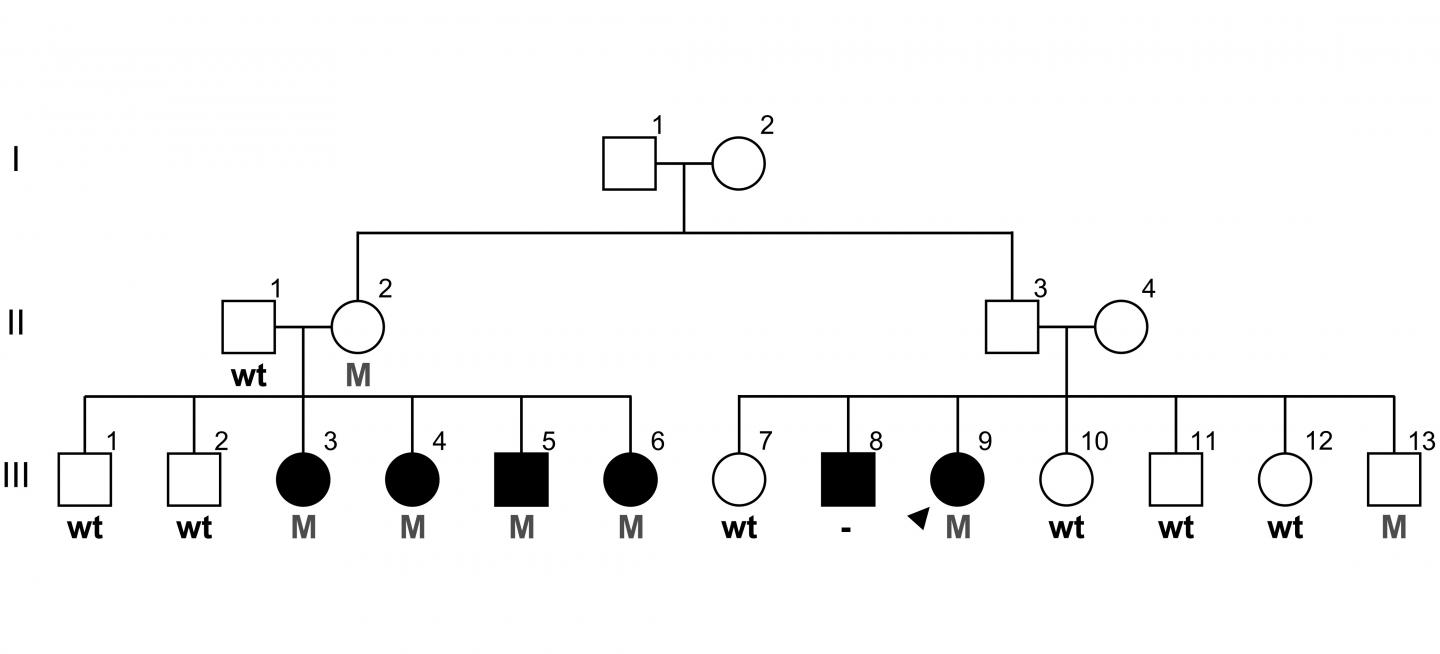 Double-gene Mutation in a Cana [IMAGE] | EurekAlert! Science News Releases