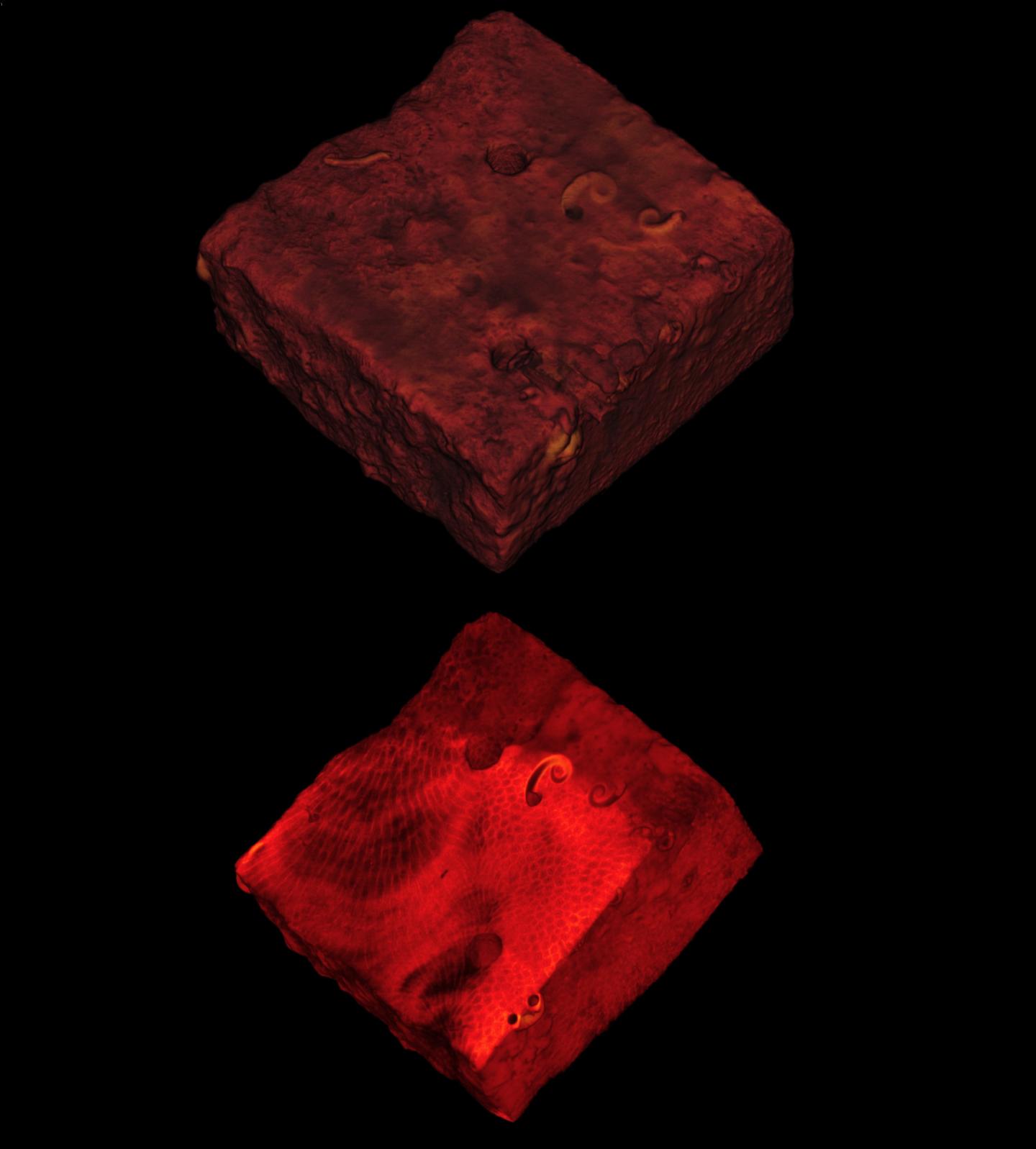 MicroCT Scan, Coral Block [IMAGE] | EurekAlert! Science News Releases