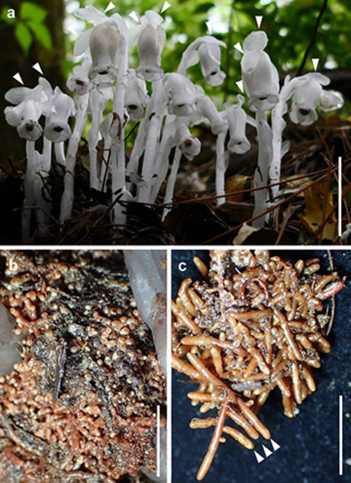 Figure 2. M. humile plants tha [IMAGE] | EurekAlert! Science News Releases