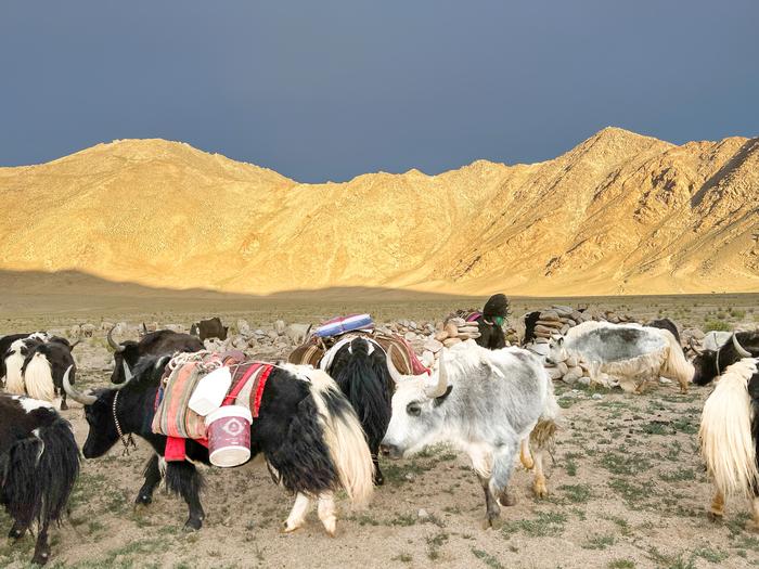Yak [IMAGE] | EurekAlert! Science News Releases