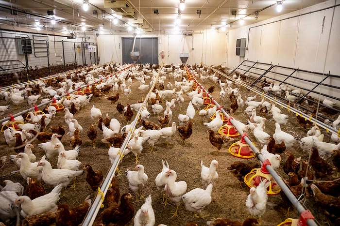 1200 Chickens [IMAGE] | EurekAlert! Science News Releases