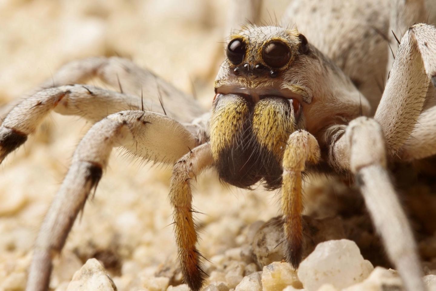 Hogna Wolf Spider [IMAGE] | EurekAlert! Science News Releases