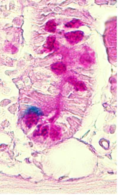 Intestinal Stem Cell [IMAGE] | EurekAlert! Science News Releases