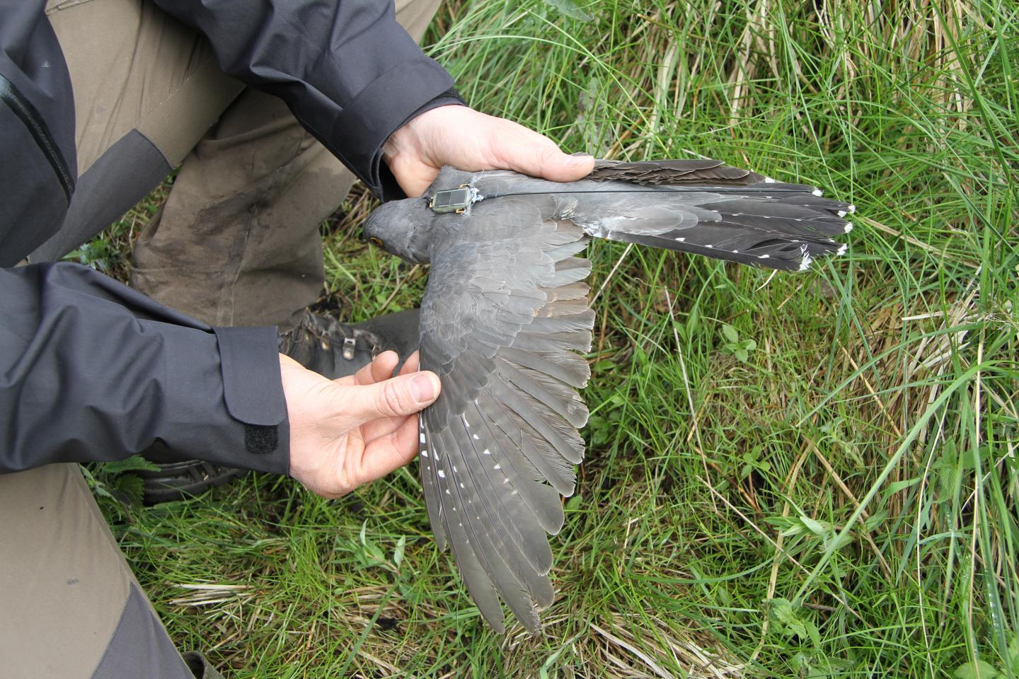 Migrating Birds 'Surf the Green Wave,' Tracki | EurekAlert!