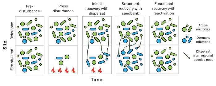 Active and dormant soil bacter [IMAGE] | EurekAlert! Science News Releases