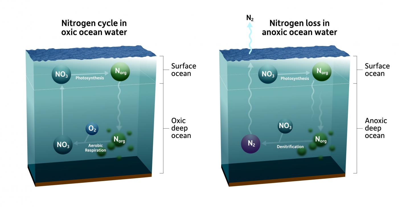 The Nitrogen Cycle in Oxic and [IMAGE] | EurekAlert! Science News Releases