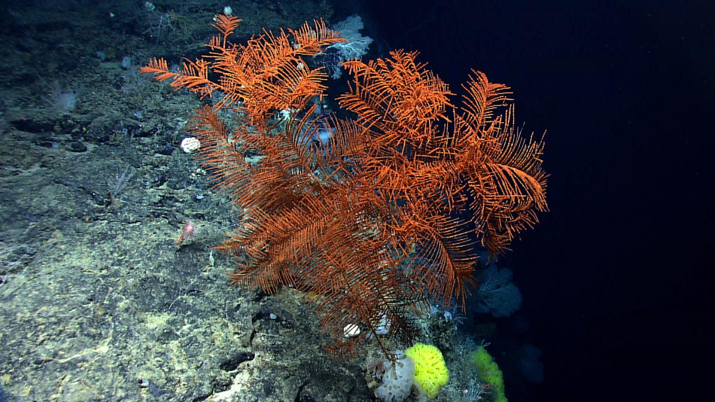 Black Coral [IMAGE] | EurekAlert! Science News Releases