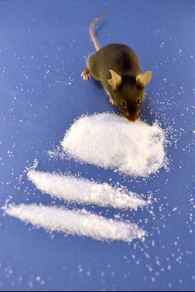 Comparing Strains of Lab Mice [IMAGE] | EurekAlert! Science News Releases