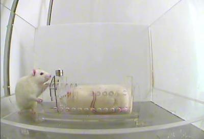 Honor Among Rats (8 of 11) [IMAGE] | EurekAlert! Science News Releases