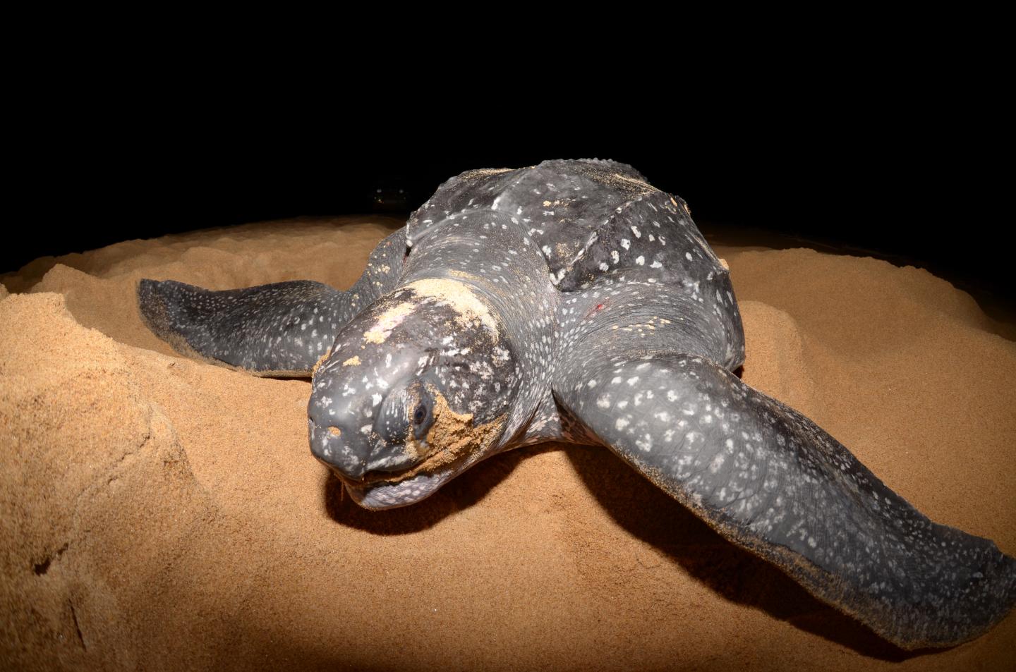 Leatherback Turtle [IMAGE] | EurekAlert! Science News Releases