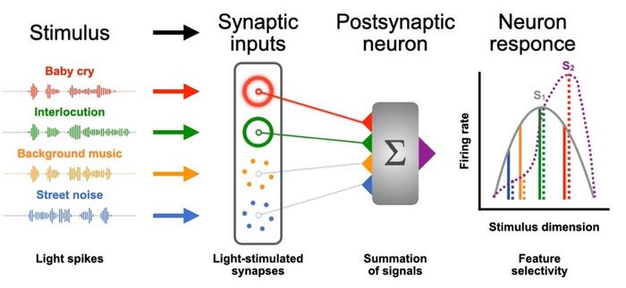 FIG 2 [IMAGE] | EurekAlert! Science News Releases