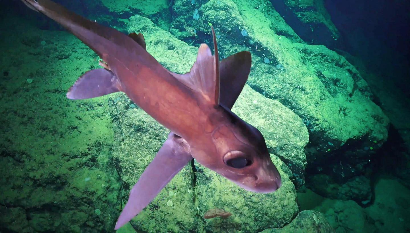 Chimaeras [IMAGE] | EurekAlert! Science News Releases