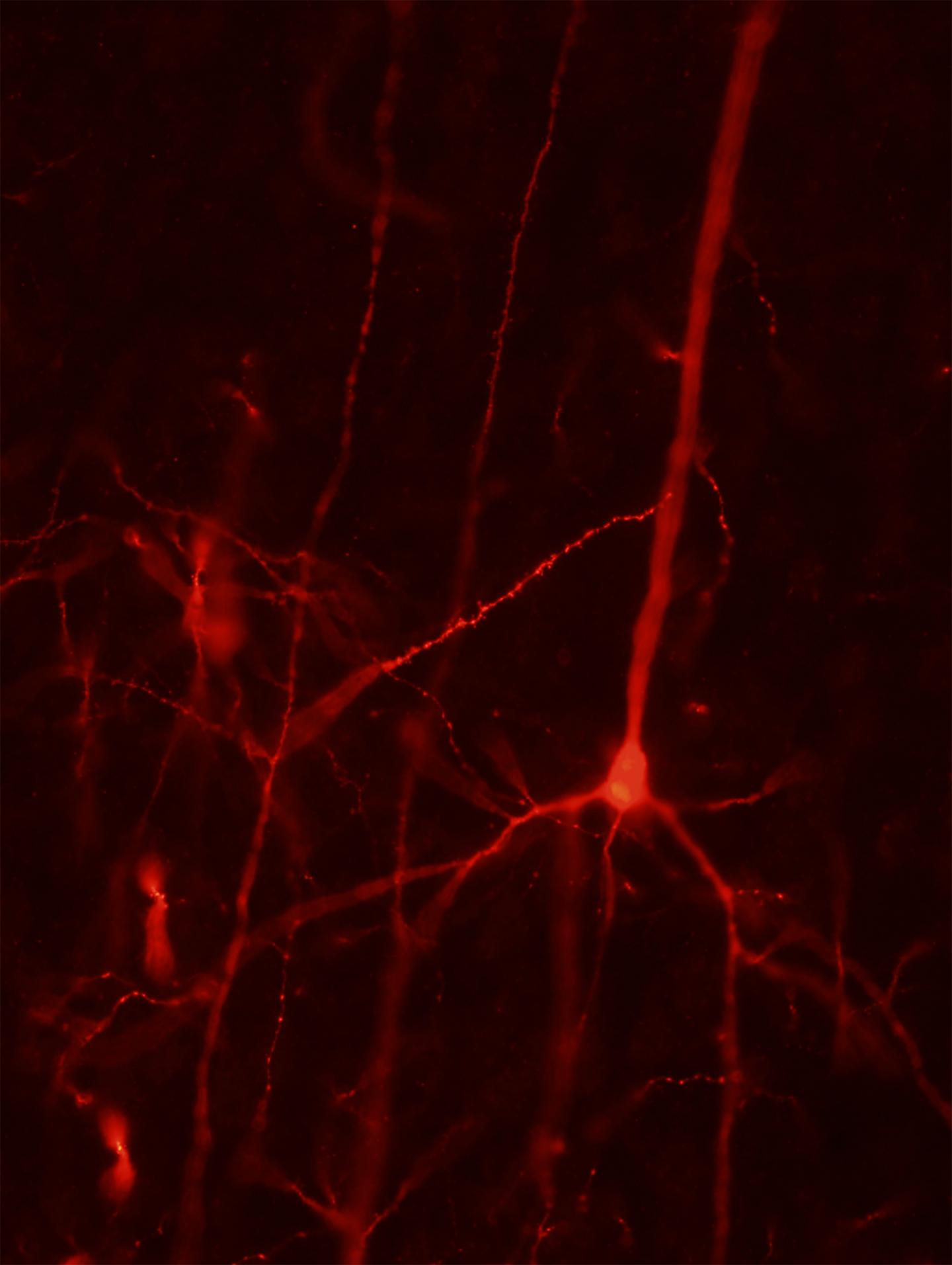 Pyramidal Neuron [IMAGE] | EurekAlert! Science News Releases