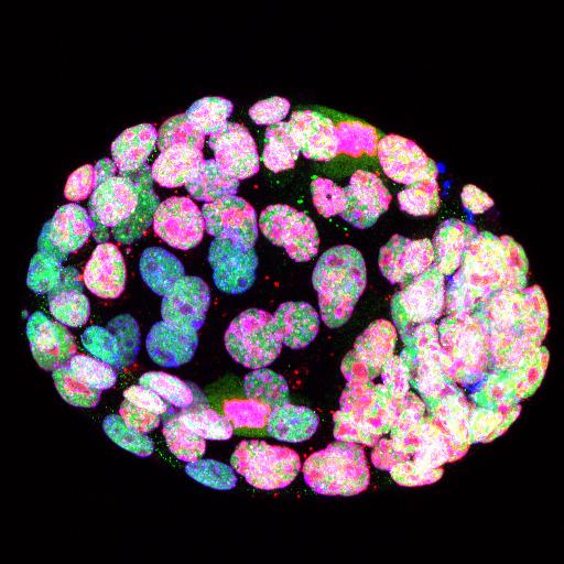Dormant Mouse Blastocyst [IMAGE] | EurekAlert! Science News Releases