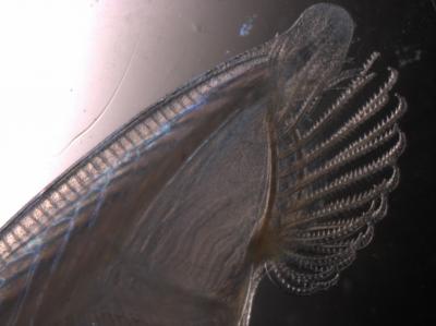 Amphioxus Head 15x [IMAGE] | EurekAlert! Science News Releases