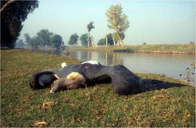 Dead Vulture [IMAGE] | EurekAlert! Science News Releases