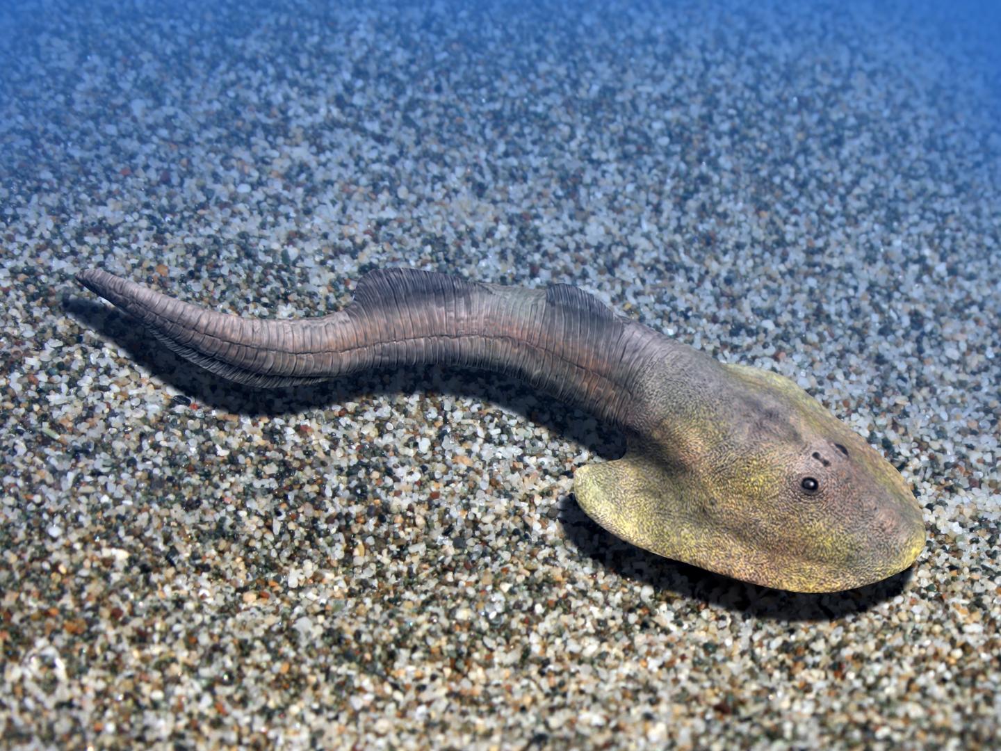 The Shallow-Water Cradle of Vertebrate Evolut | EurekAlert!