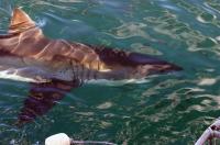 Sharks: Bad creatures or bad image? | EurekAlert!