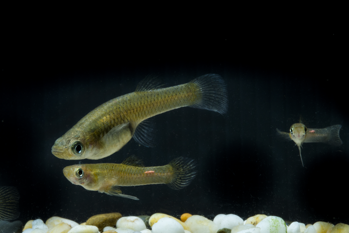 Mosquitofish [IMAGE] | EurekAlert! Science News Releases