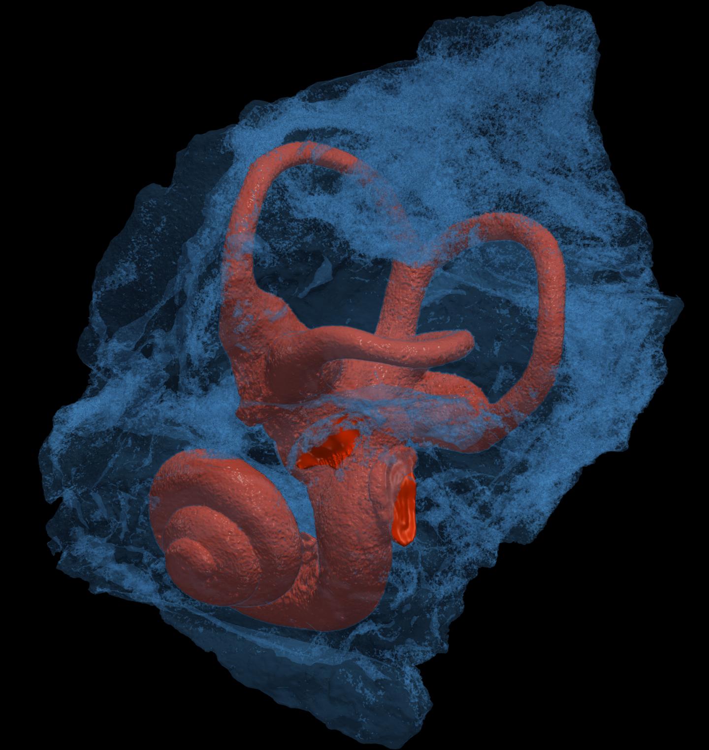 Inner ear morphology and great ape evolution | EurekAlert!