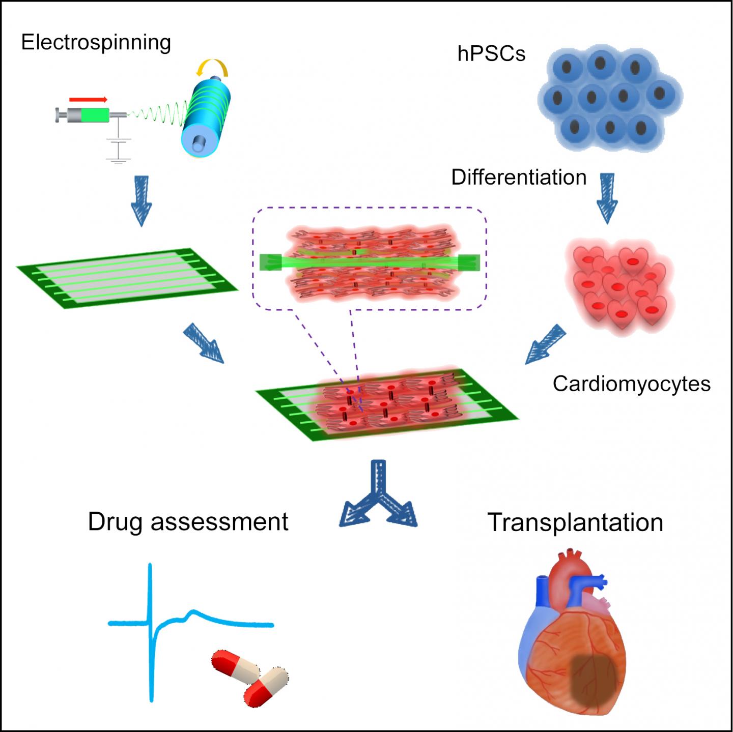 High-quality Cardiac Tissue [IMAGE] | EurekAlert! Science News Releases