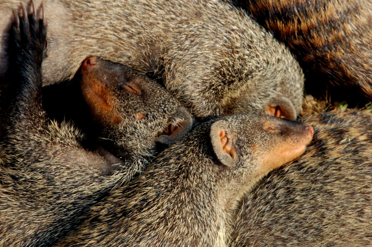 Mongoose Family (3 of 3) [IMAGE] | EurekAlert! Science News Releases