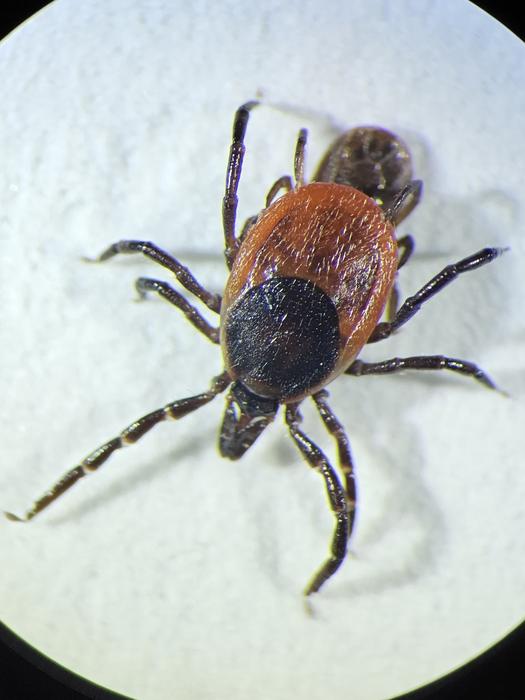 Ixodes ricinus [IMAGE] | EurekAlert! Science News Releases
