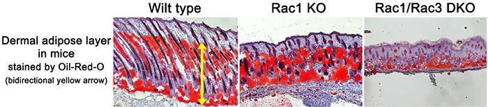 Signals from Skin Cells Contro [IMAGE] | EurekAlert! Science News Releases