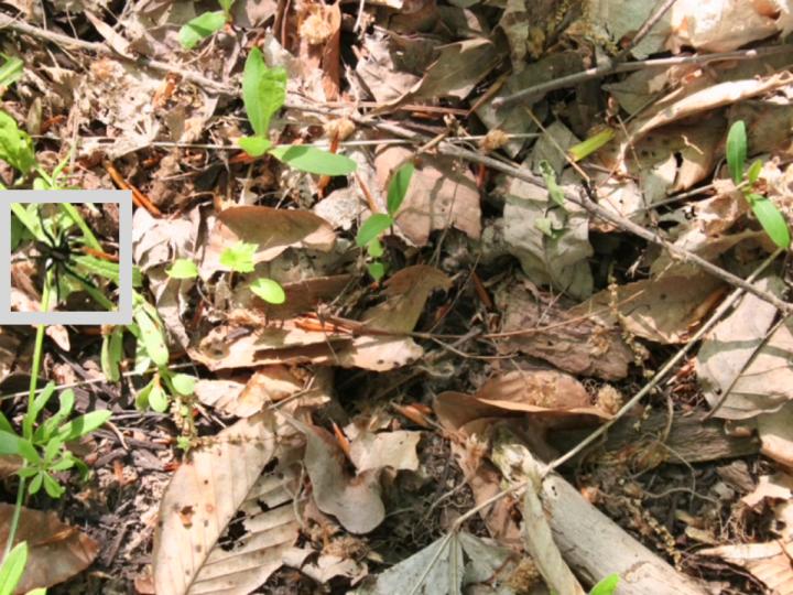 Spot the Spider Answer [IMAGE] | EurekAlert! Science News Releases