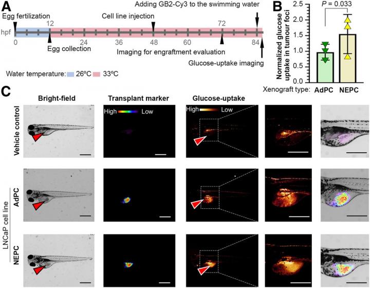 Neuroendocrine-induced LNCaP c [IMAGE] | EurekAlert! Science News Releases