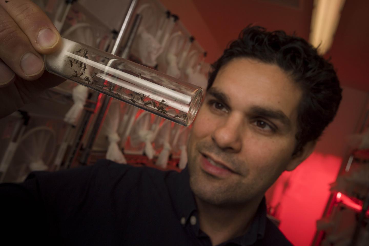 Omar Akbari [IMAGE] | EurekAlert! Science News Releases