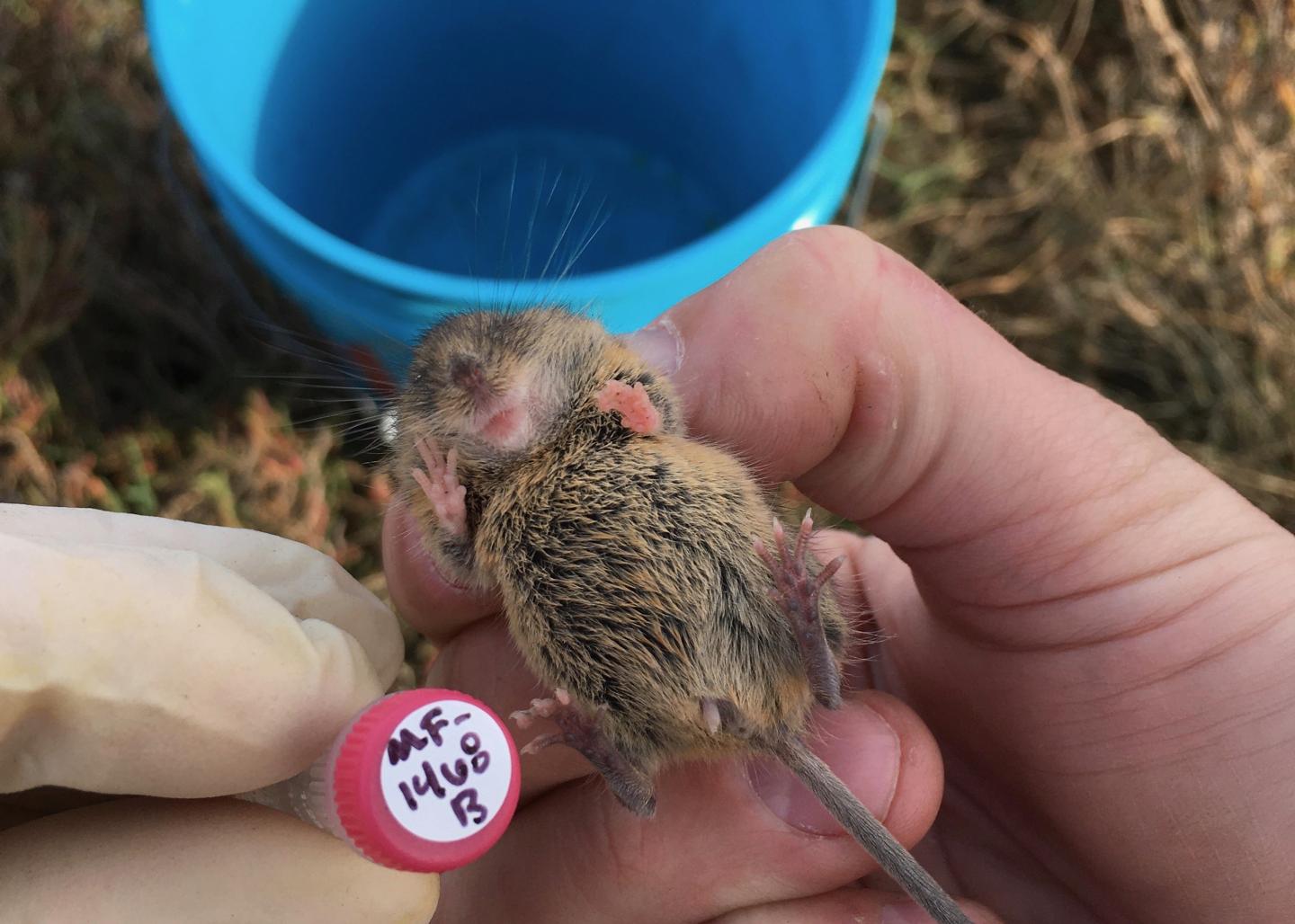 Salt marsh harvest mouse belly [IMAGE] | EurekAlert! Science News Releases