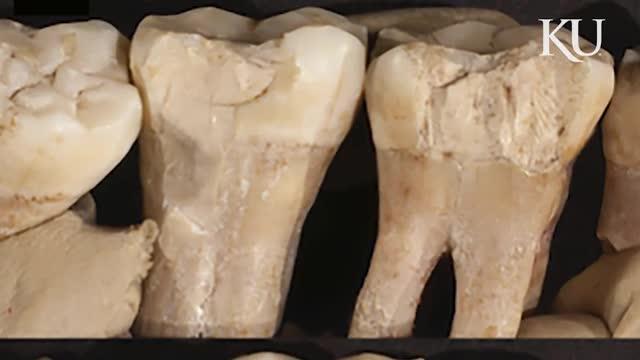 Analysis of Neanderthal teeth grooves uncover | EurekAlert!