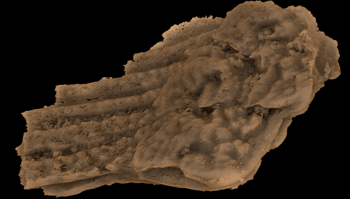 Fragment of the pectoral derma [IMAGE] | EurekAlert! Science News Releases