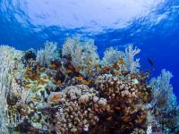 Algae, Friends of Coral, Produce an Antioxida | EurekAlert!