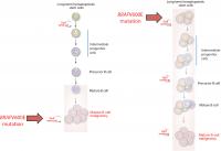 Tracing the Origins of Leukemia | EurekAlert!