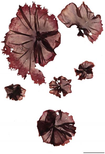 Pyropia plicata , Herbar [IMAGE] | EurekAlert! Science News Releases