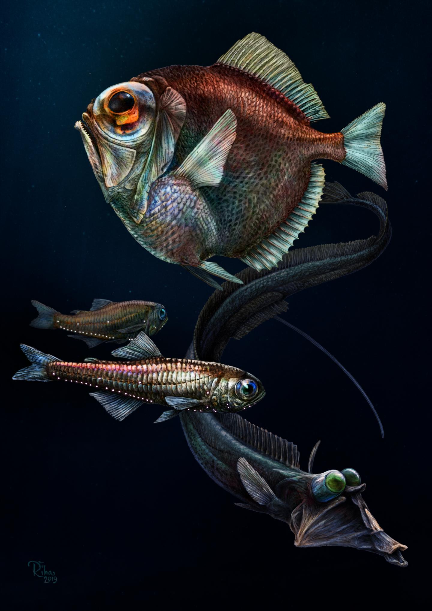 Illustration Deep-Sea Fish wit [IMAGE] | EurekAlert! Science News Releases