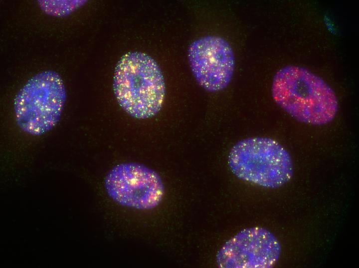 Hap1 Cells Stained for Differe [IMAGE] | EurekAlert! Science News Releases