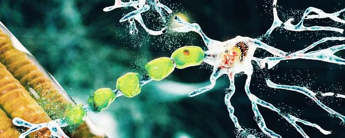 ALS [IMAGE] | EurekAlert! Science News Releases