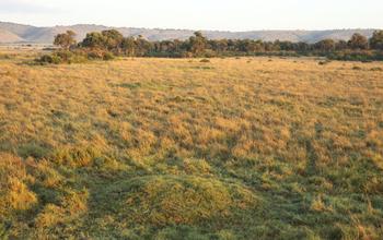 Tropical Grasslands and Savann [IMAGE] | EurekAlert! Science News Releases