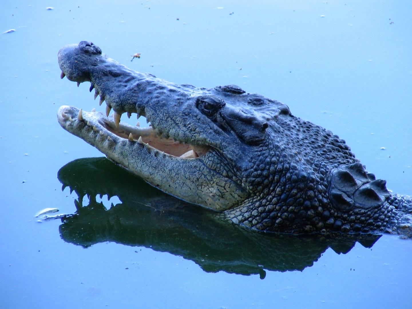 Crocodilian [IMAGE] | EurekAlert! Science News Releases