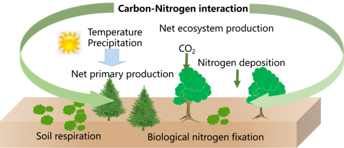 Primary Productivity Diagram