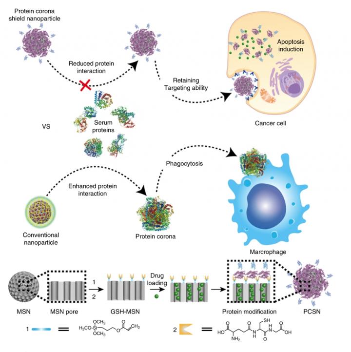 Protein Corona Shield (PCS) Co [IMAGE] | EurekAlert! Science News Releases