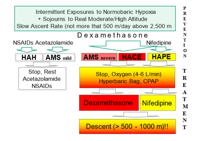 Want to avoid high-altitude sicknesses? Accli | EurekAlert!