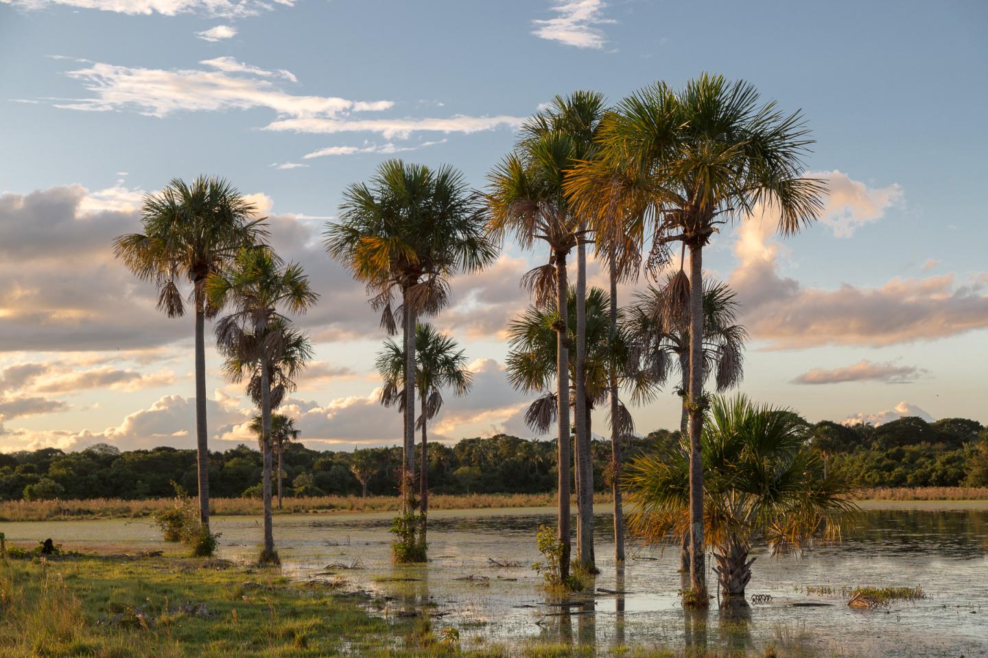 Moriche Palm, Mauritia flex [IMAGE] | EurekAlert! Science News Releases