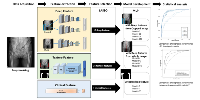 AI can diagnose osteoporosis on hip X-ray | EurekAlert!